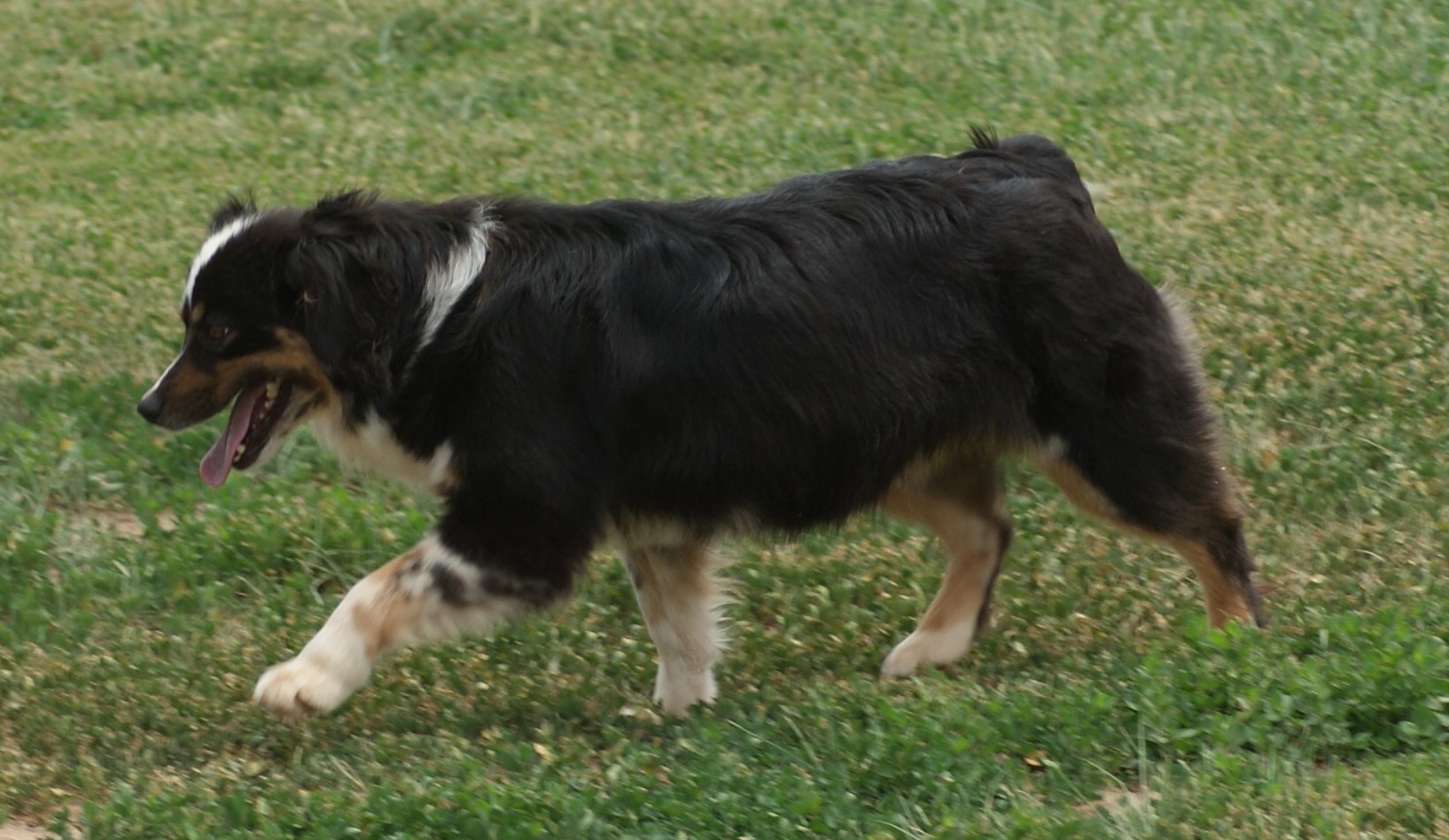 Mini American and Australian Shepherd Puppies For Sale in WI at Starck ...