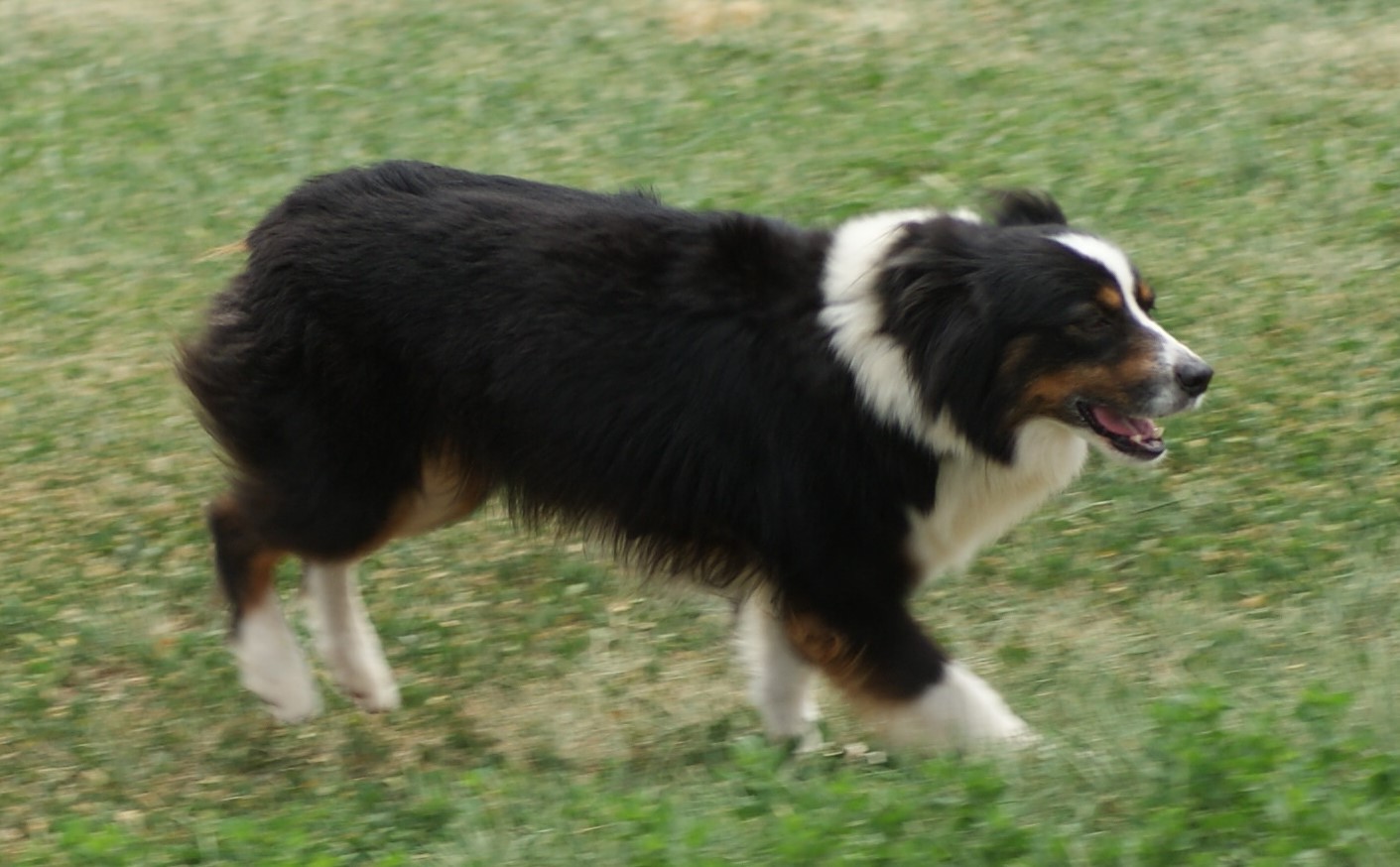 Mini American and Australian Shepherd Puppies For Sale in WI at Starck ...