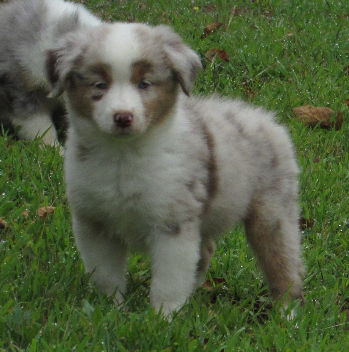 Mini American and Australian Shepherd Puppies For Sale in WI at Starck ...